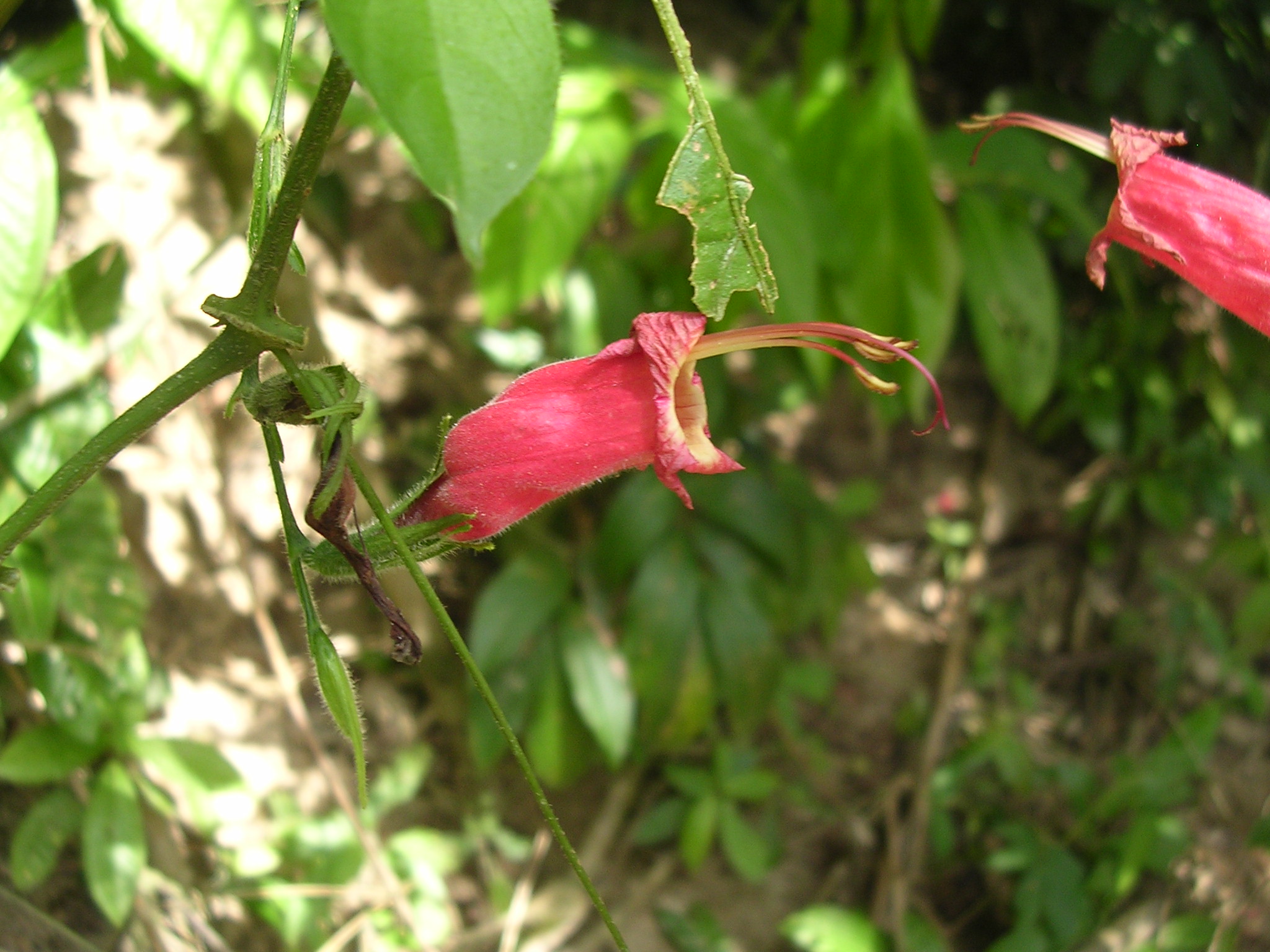 Ruellia inflata – The Tripp Report