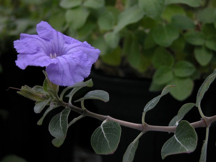 Ruellia insignis – The Tripp Report