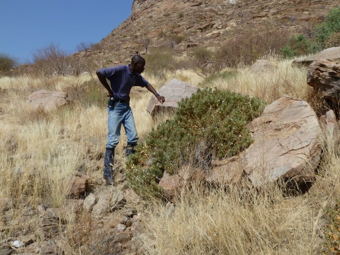 The Petalidium Pages – The Tripp Report